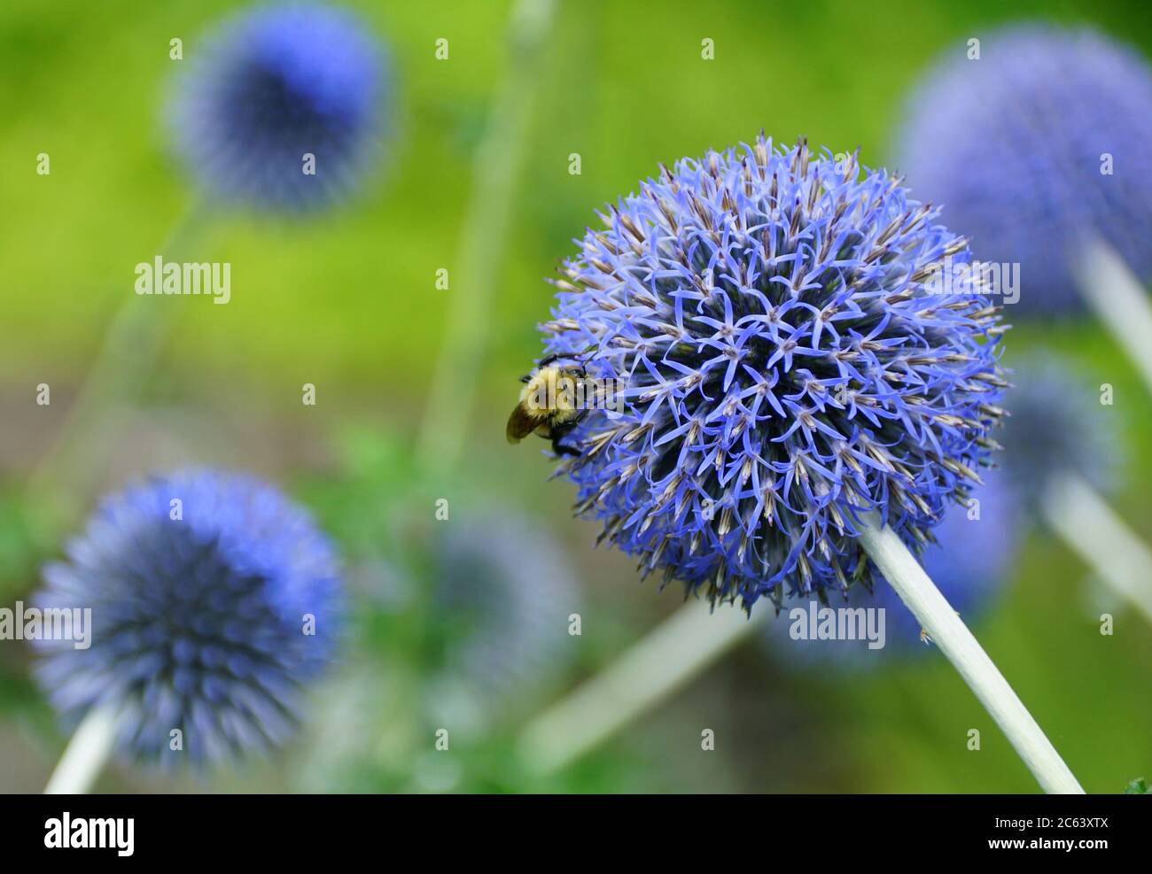 Taplow blue thistle hi-res stock photography and images - Alamy