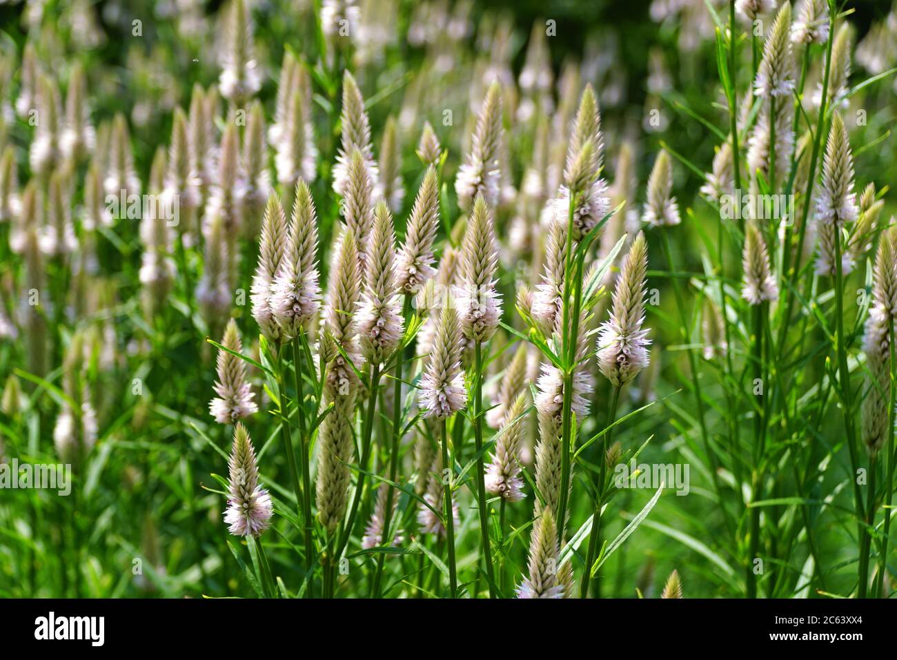 Beautiful upright flower of Celosia 'Flamingo Feather' Stock Photo - Alamy