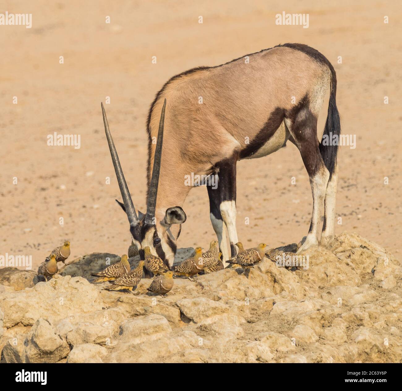 A Gemsbok at a waterhole in the Kgalagadi Transfrontier Park, in the ...
