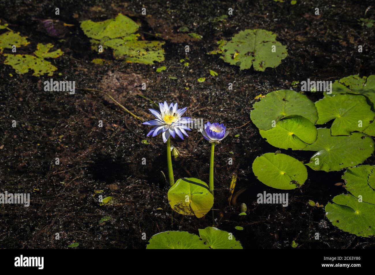 Swamp lilies hi-res stock photography and images - Alamy