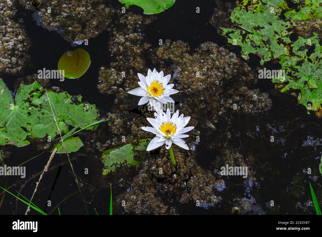 Swamp lilies hi-res stock photography and images - Alamy