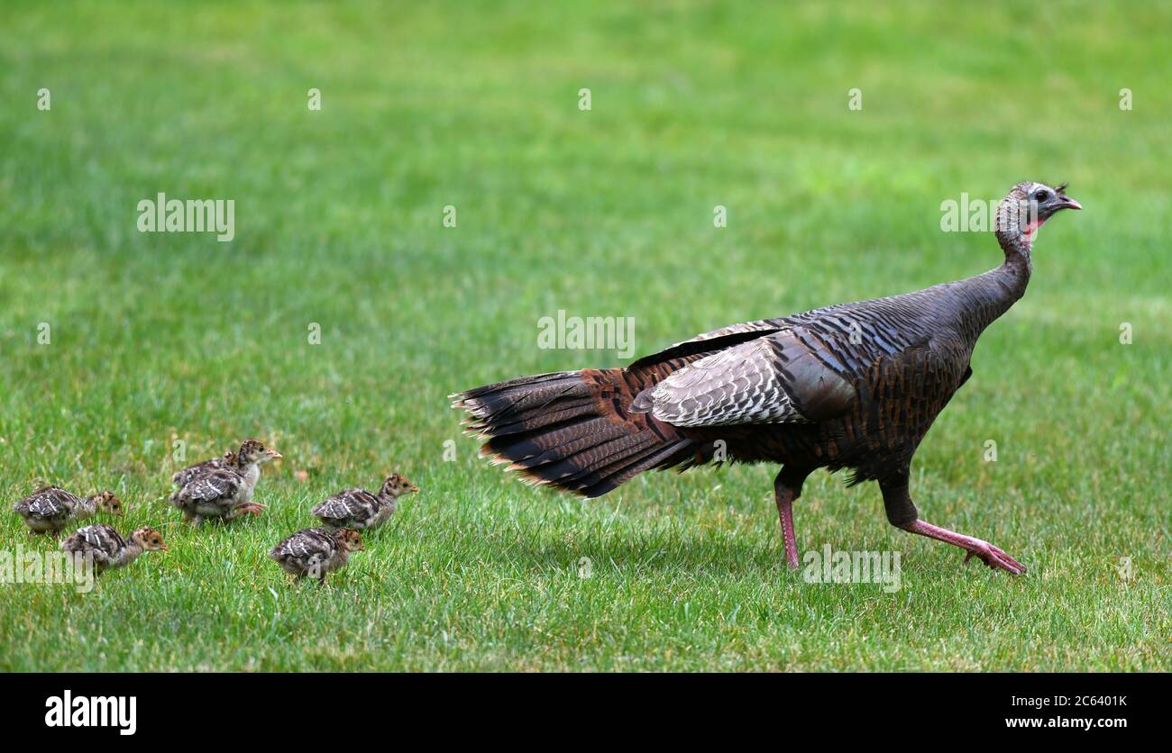 Turkey chicks hen hi-res stock photography and images - Alamy