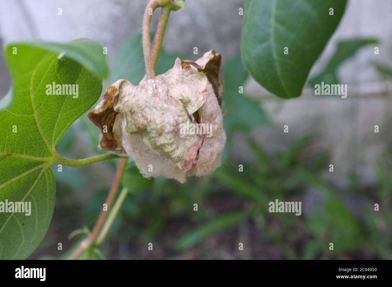 Cotton plant flower hi-res stock photography and images - Alamy