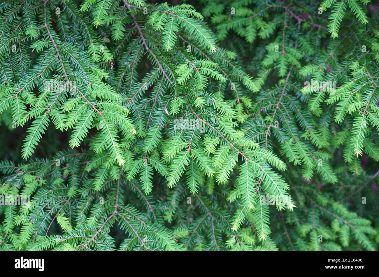 Pine tree leaves hi-res stock photography and images - Alamy