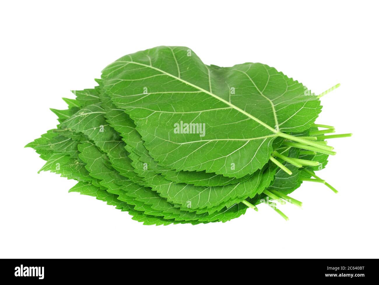 fresh green leaves stacking on white background Stock Photo - Alamy
