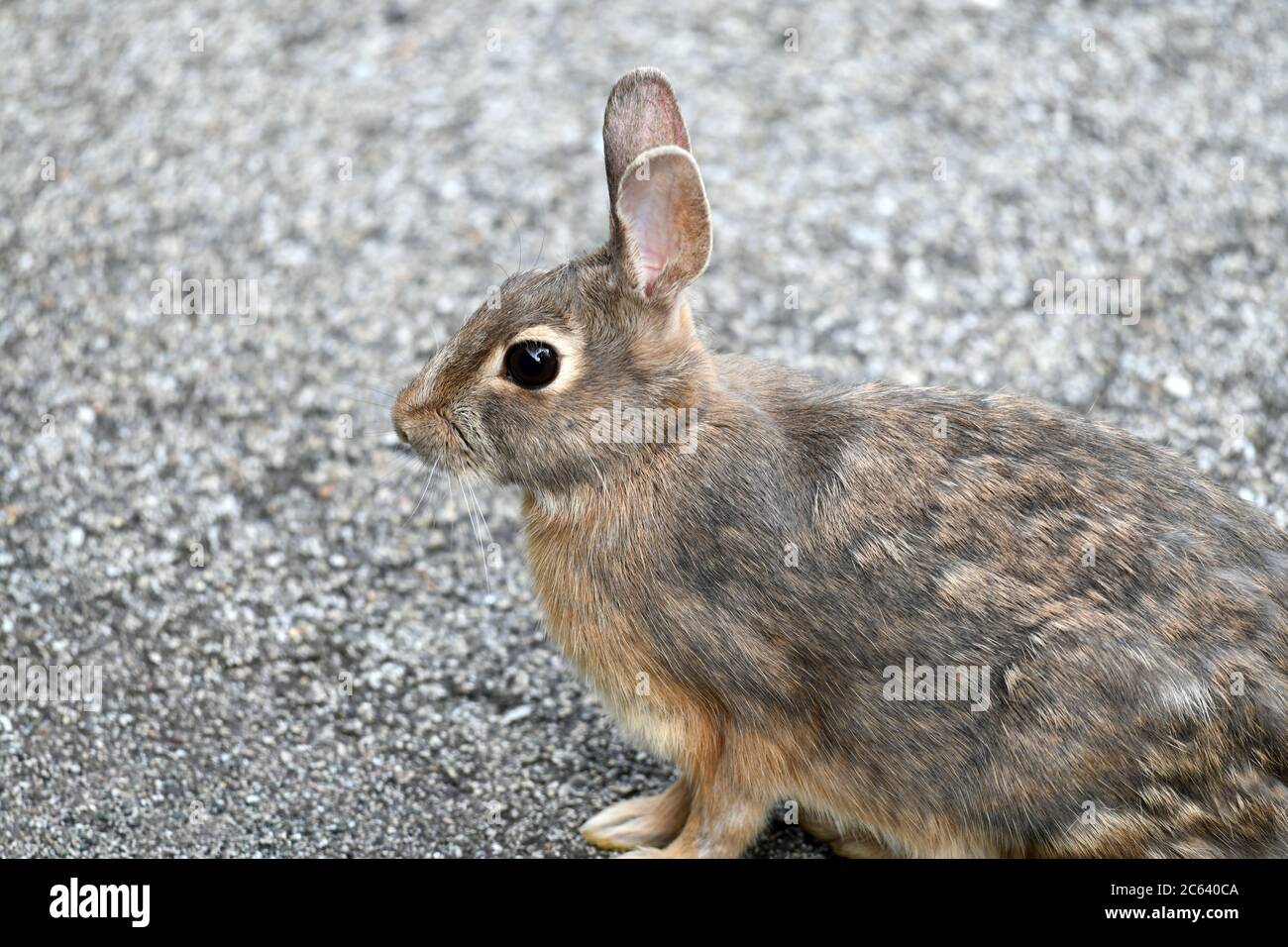 Rabbit on the road hi-res stock photography and images - Alamy