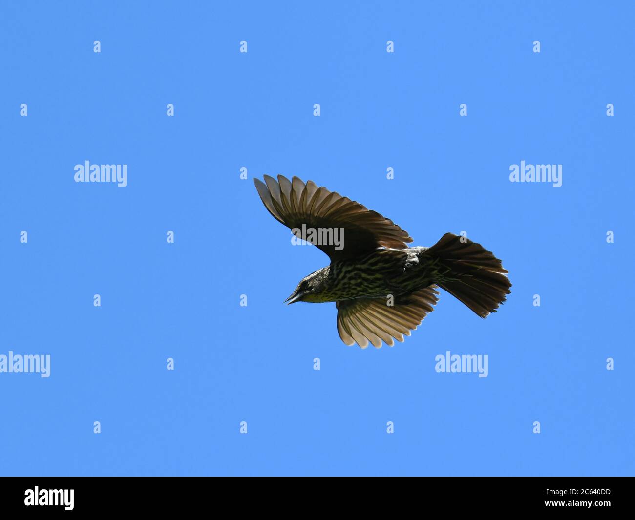 flying female red wing blackbird in the sky Stock Photo - Alamy