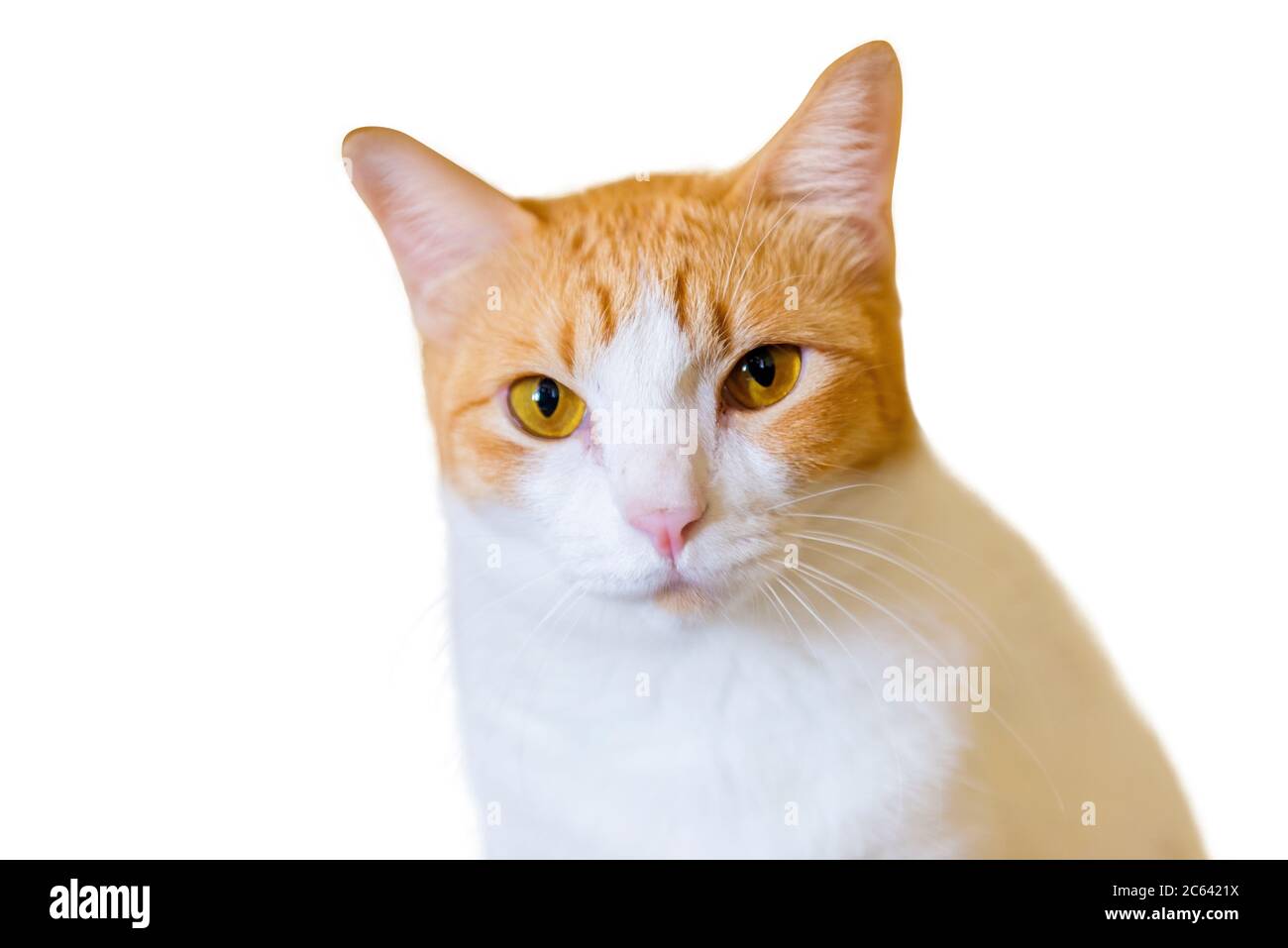 Cute native cat isolated over white background Stock Photo - Alamy