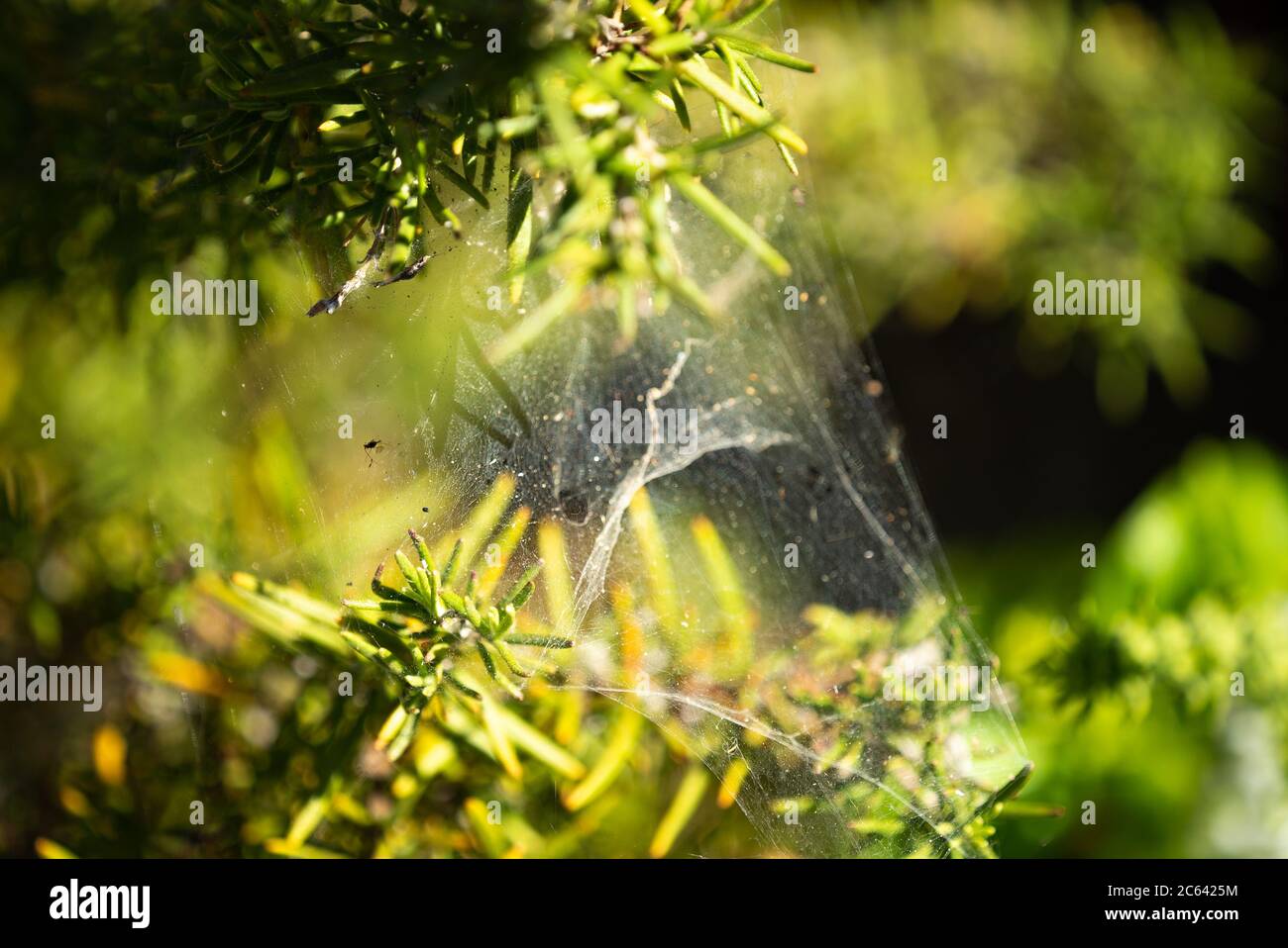 Spider cobweb between plant branches Stock Photo - Alamy