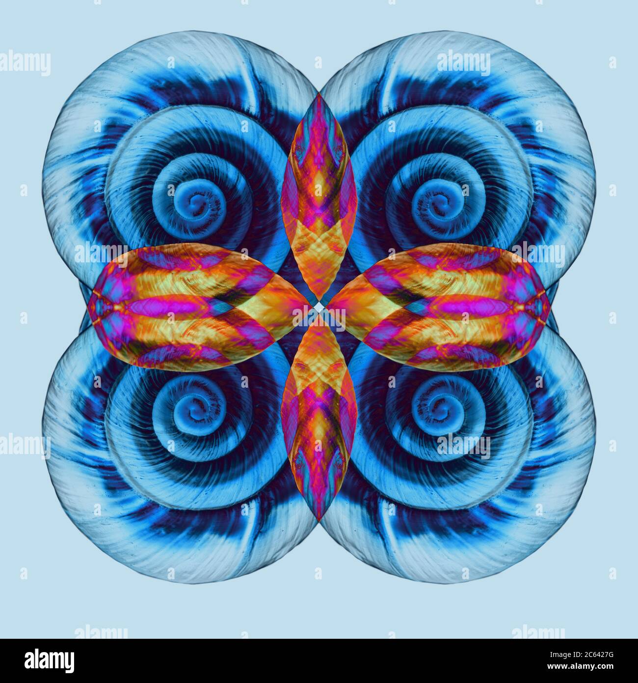 Golden ratio snail hi-res stock photography and images - Alamy