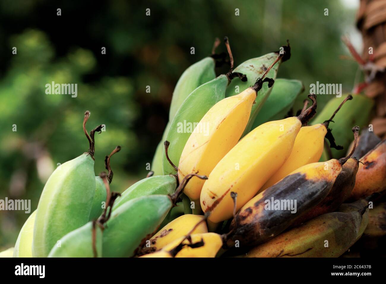 Banana ripe and rotten in farm with sunlight Stock Photo - Alamy