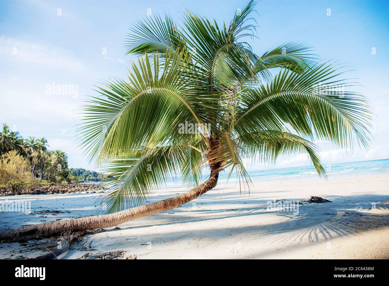 Coconut tree on beach with sunlight at the blue sky Stock Photo - Alamy