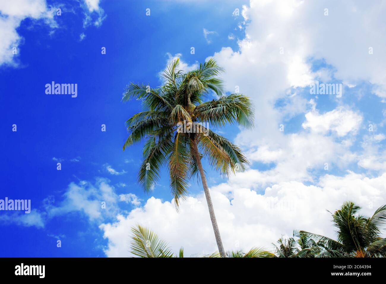 Coconut tree on beach with the blue sky at sunlight Stock Photo - Alamy