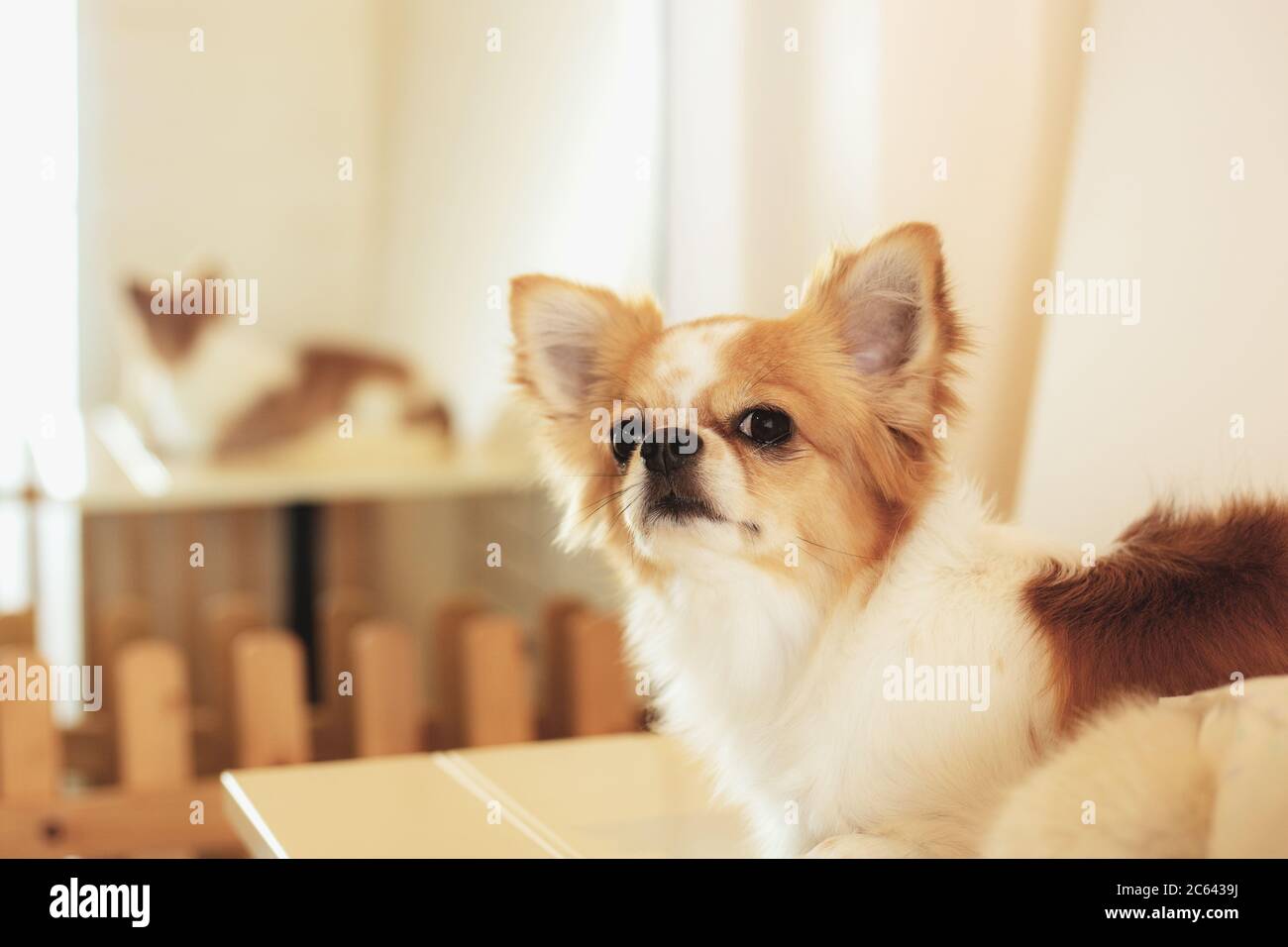 Dog on table in pet shop at wall background Stock Photo - Alamy