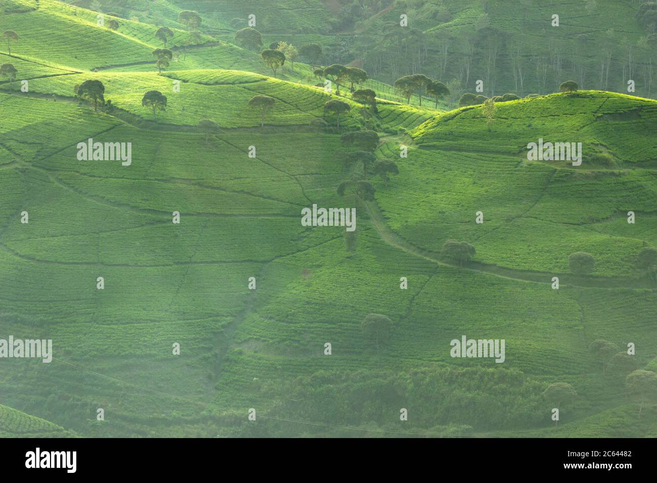 Aerial morning tea hi-res stock photography and images - Alamy