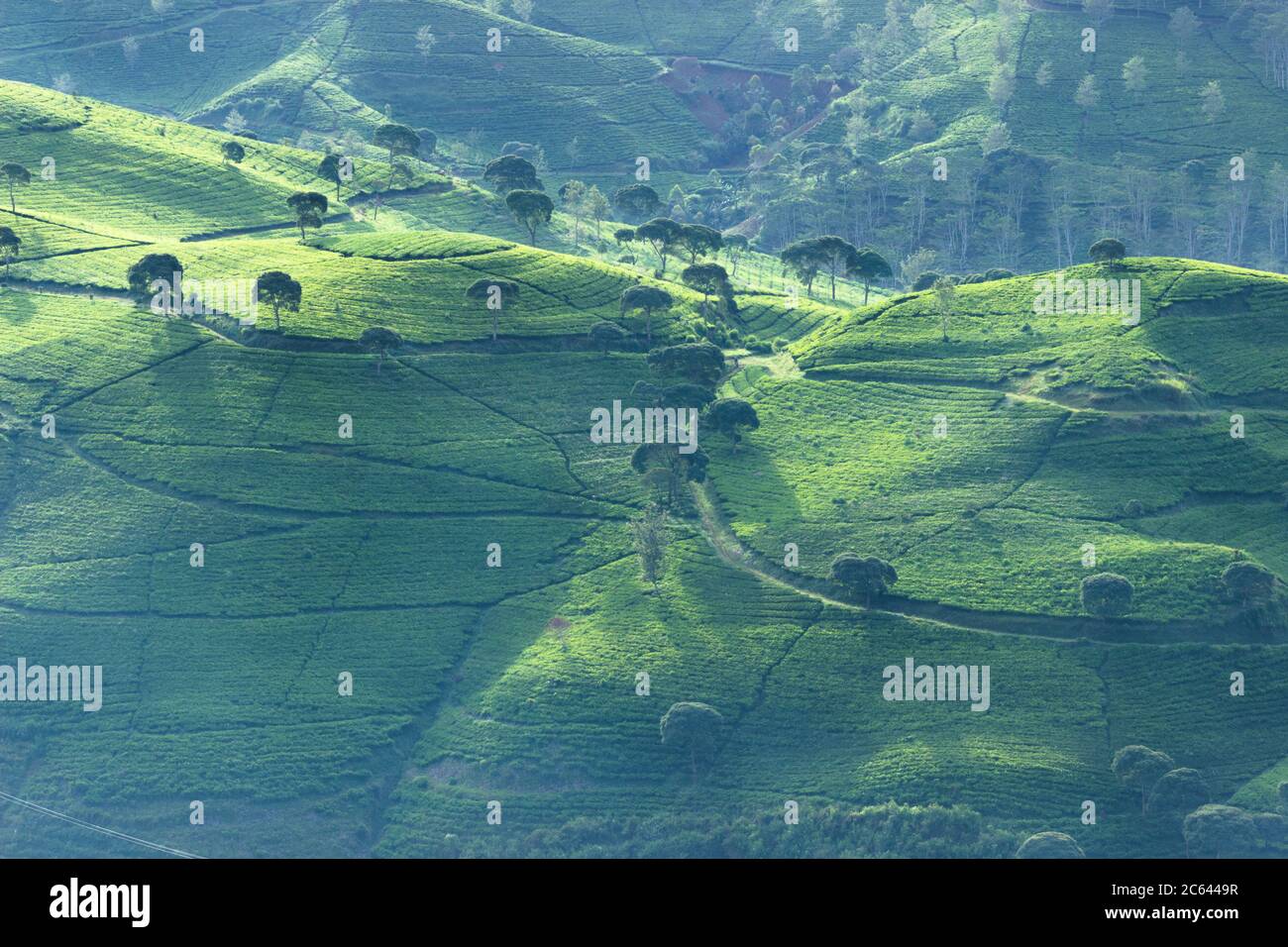 Aerial scenery of tea plantation on a hillside with morning light and ...