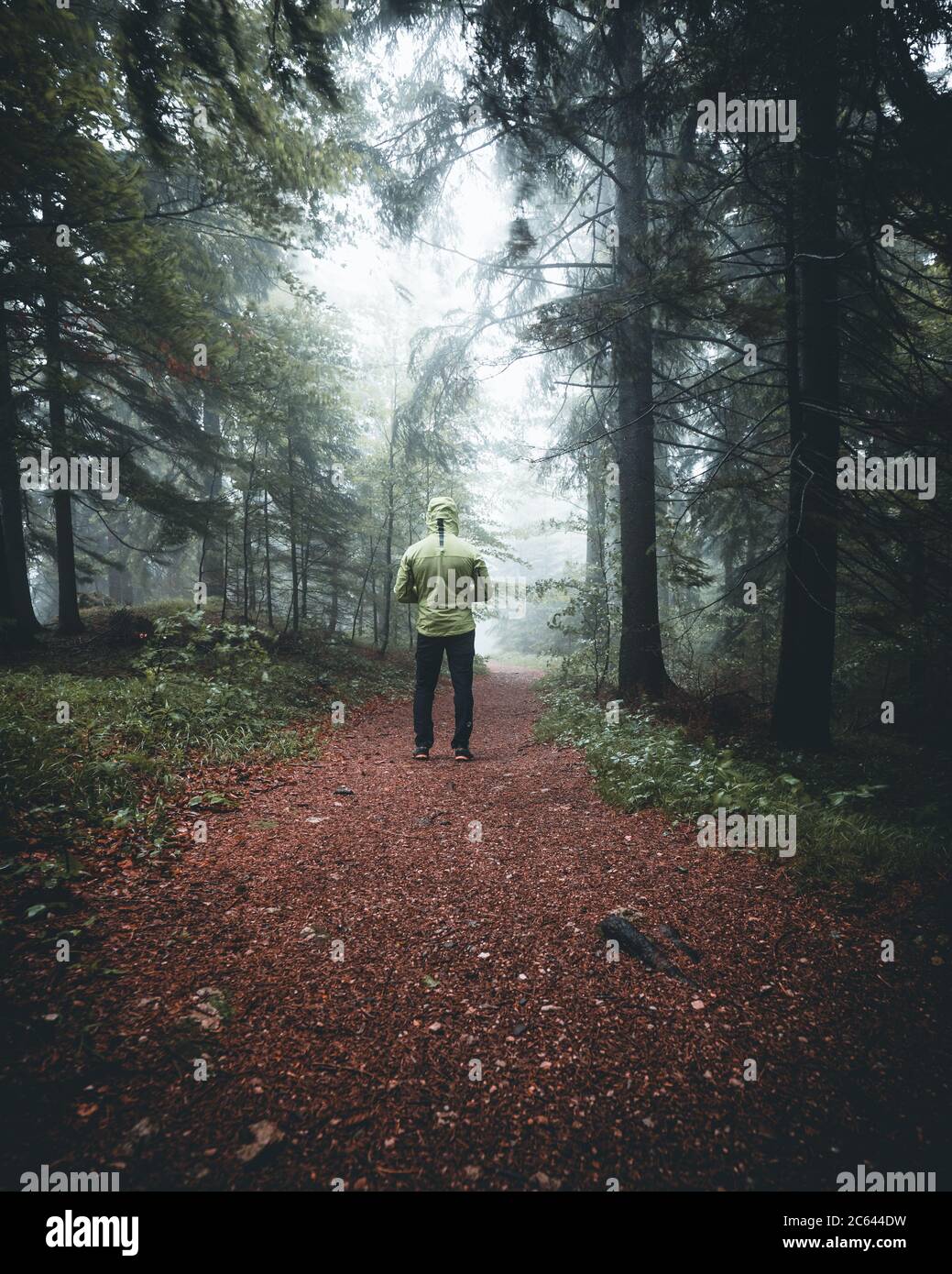 man alone in the moody forest on a foggy day Stock Photo - Alamy