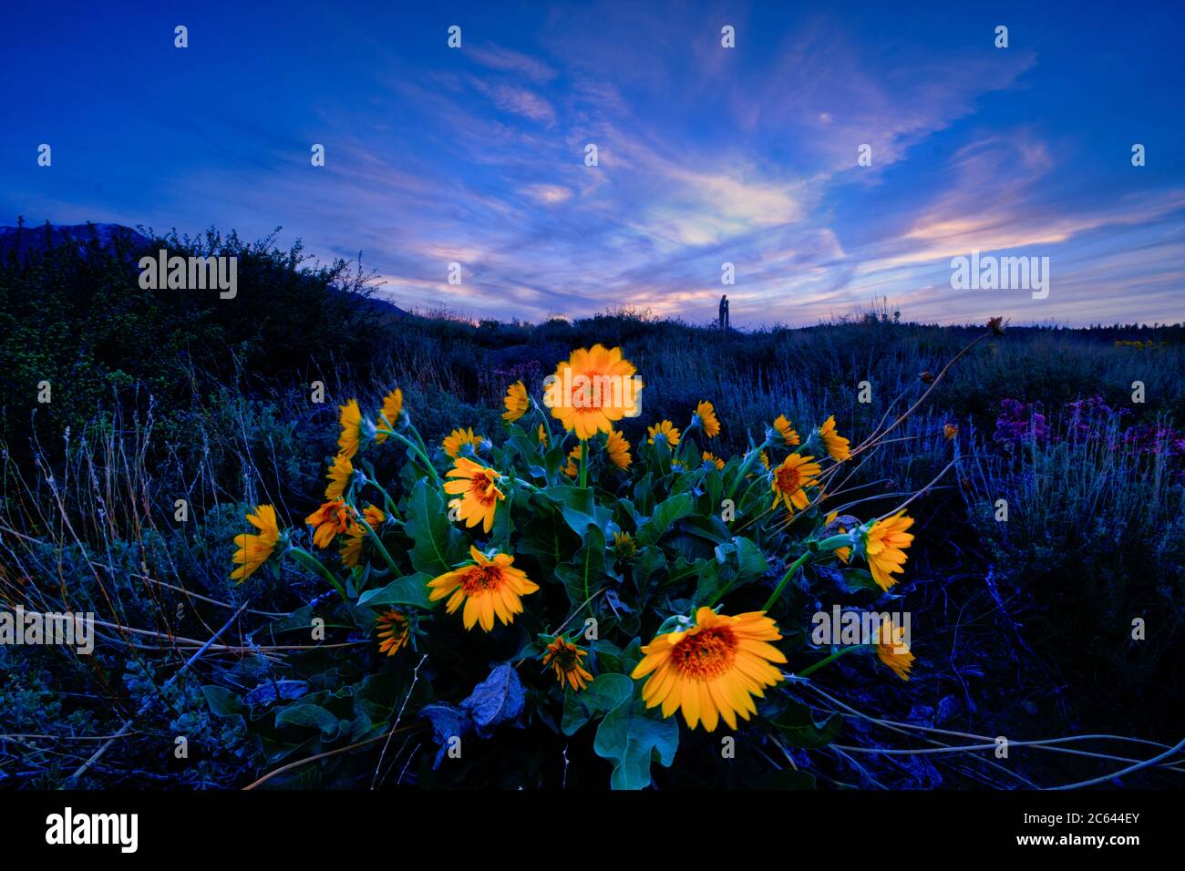 Desert In Bloom High Resolution Stock Photography and Images - Alamy