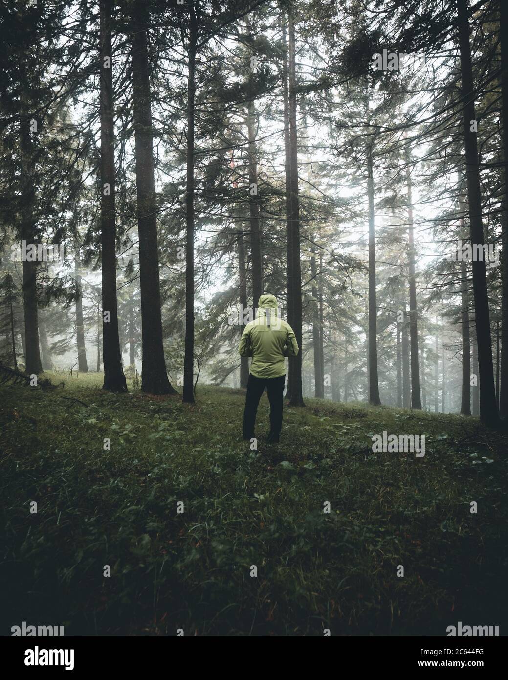 man alone in the moody forest on a foggy day Stock Photo - Alamy