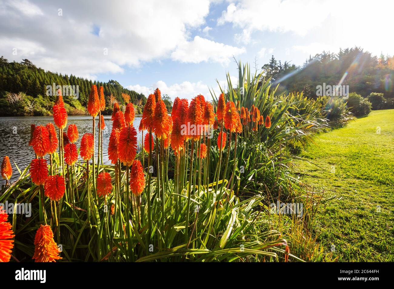 Aloe Vera Plant Flower High Resolution Stock Photography and Images - Alamy