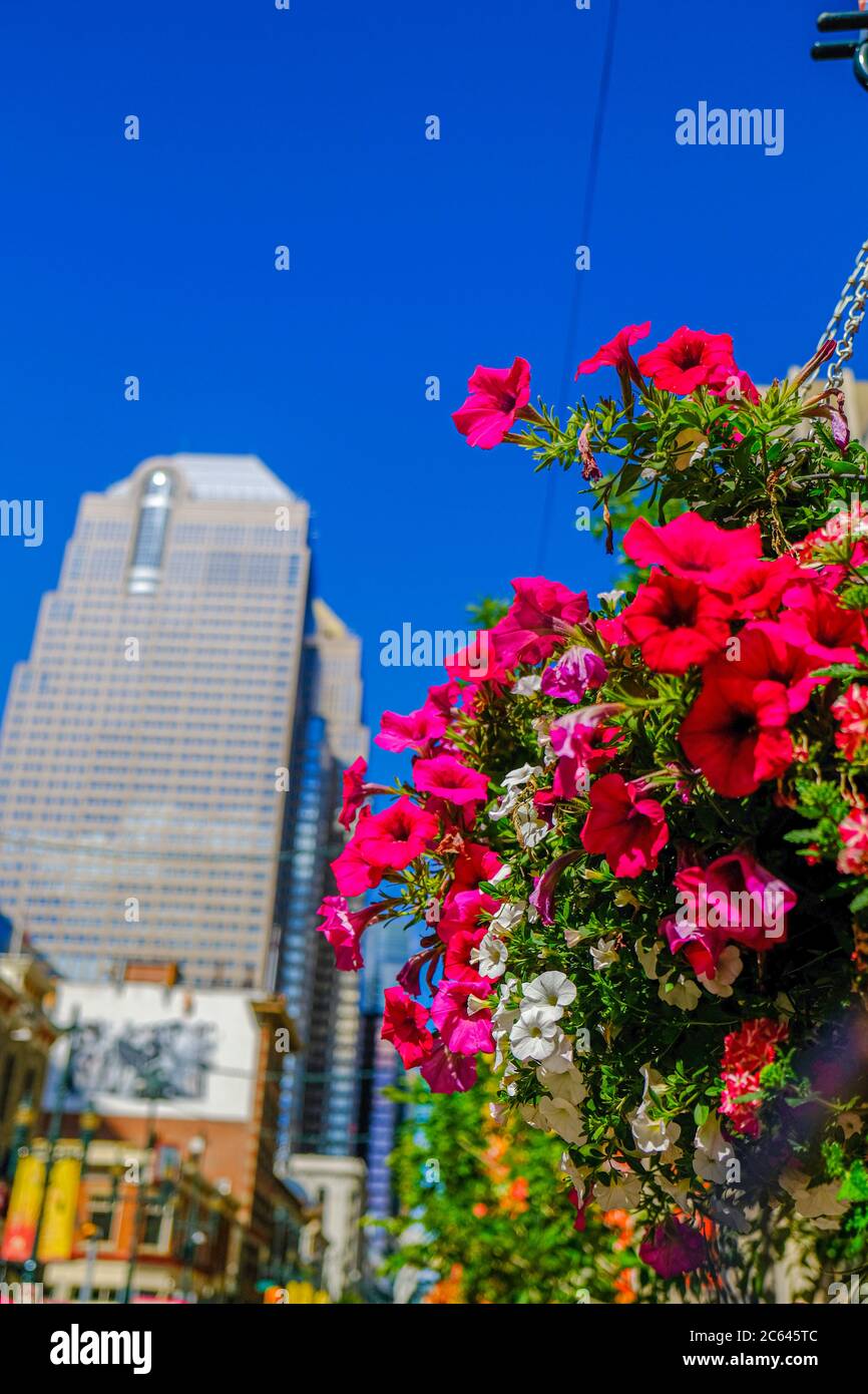 Pot suspended hi-res stock photography and images - Alamy