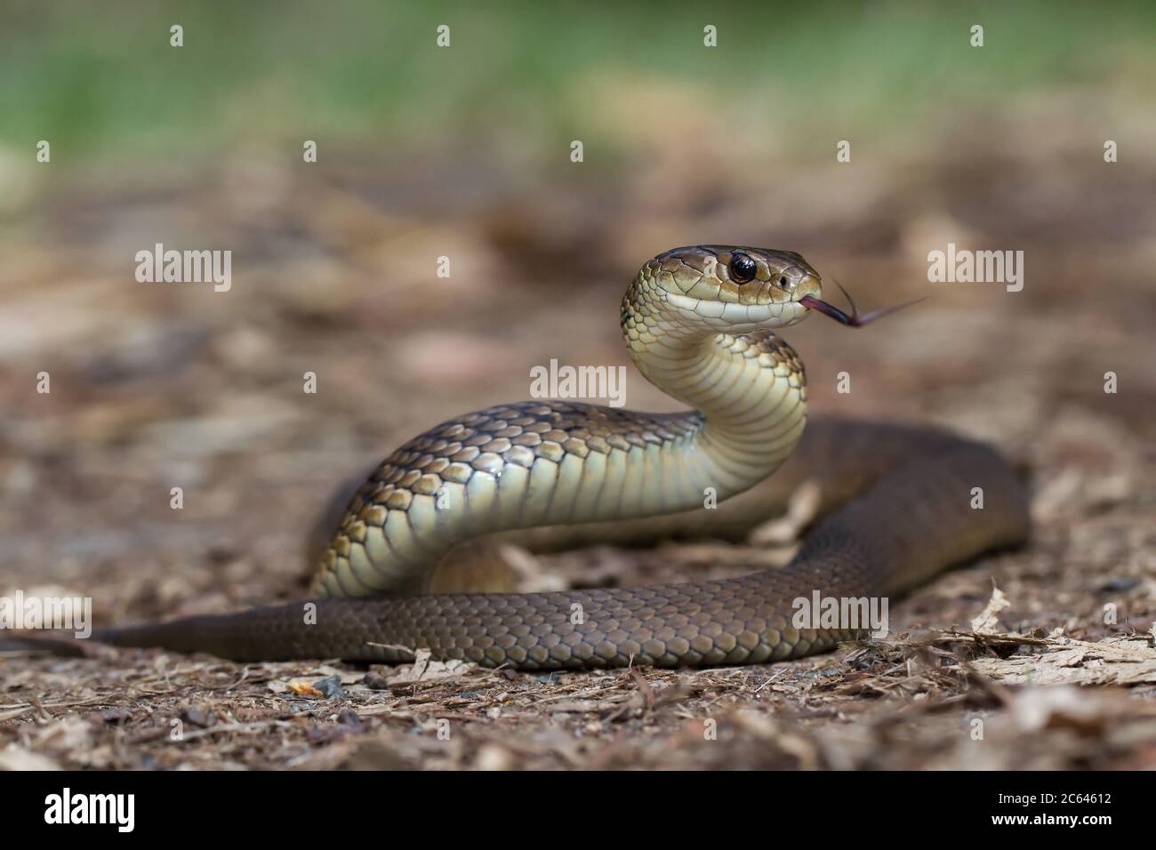 Rough-scaled Snake flickering it's tongue Stock Photo - Alamy