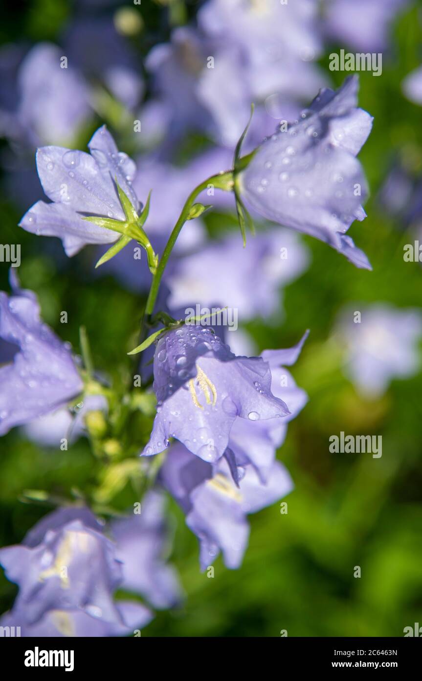 Blue garden bell with dew drops, illuminated by the rays of the sun ...