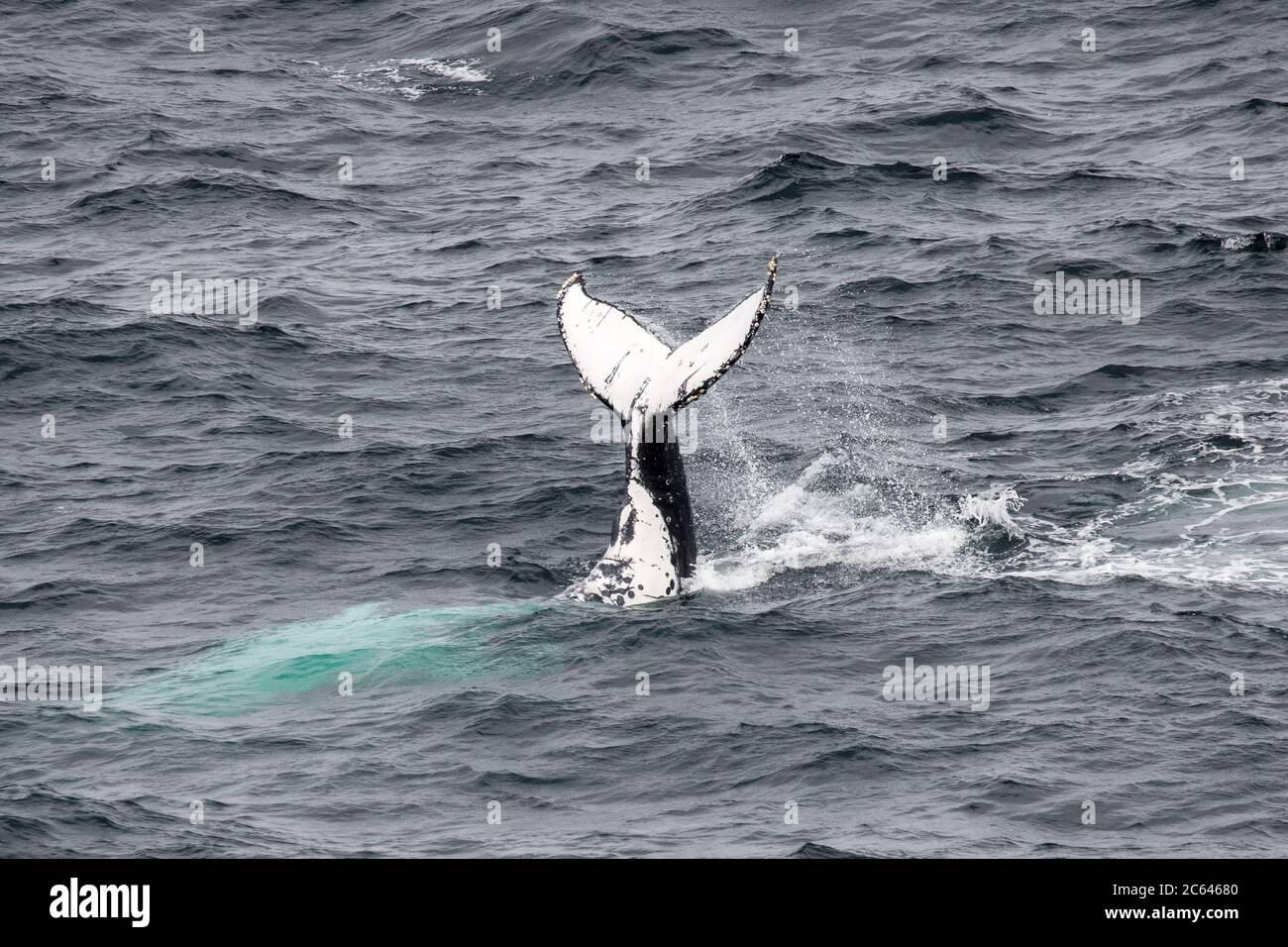 Whale splashing hi-res stock photography and images - Alamy
