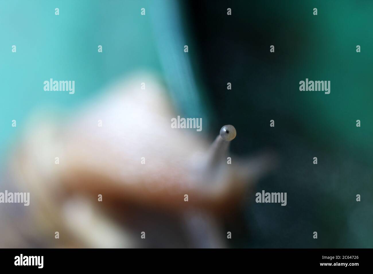 Snail details hi-res stock photography and images - Alamy