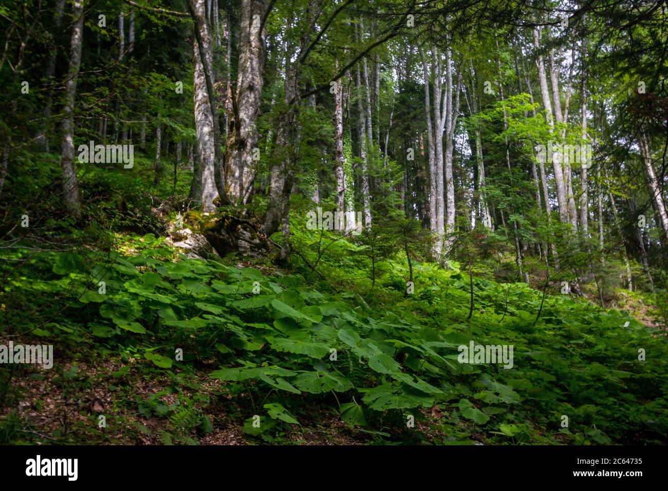 Pristine, untouched forest in the highlands, green hills Stock Photo ...