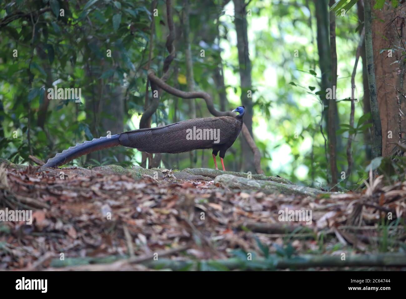Great argus (Argusianus argus) in South Thailand Stock Photo - Alamy