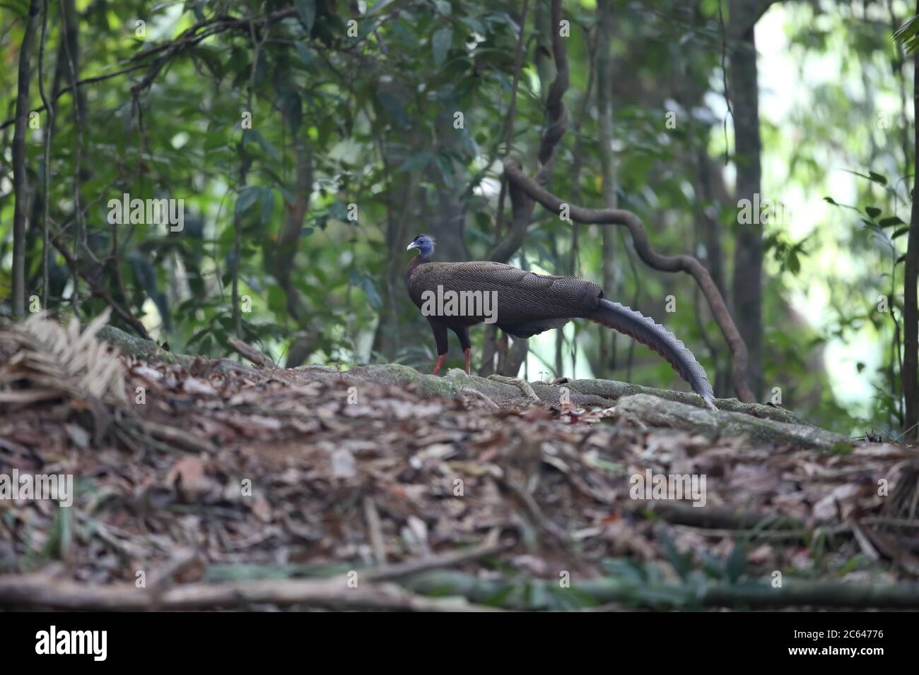 Great argus (Argusianus argus) in South Thailand Stock Photo - Alamy