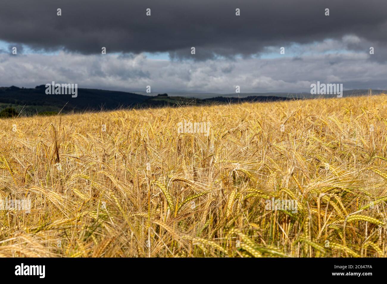 Wheat, Agricultural Field, Cereal Plant, Barley, Agriculture, Crop ...