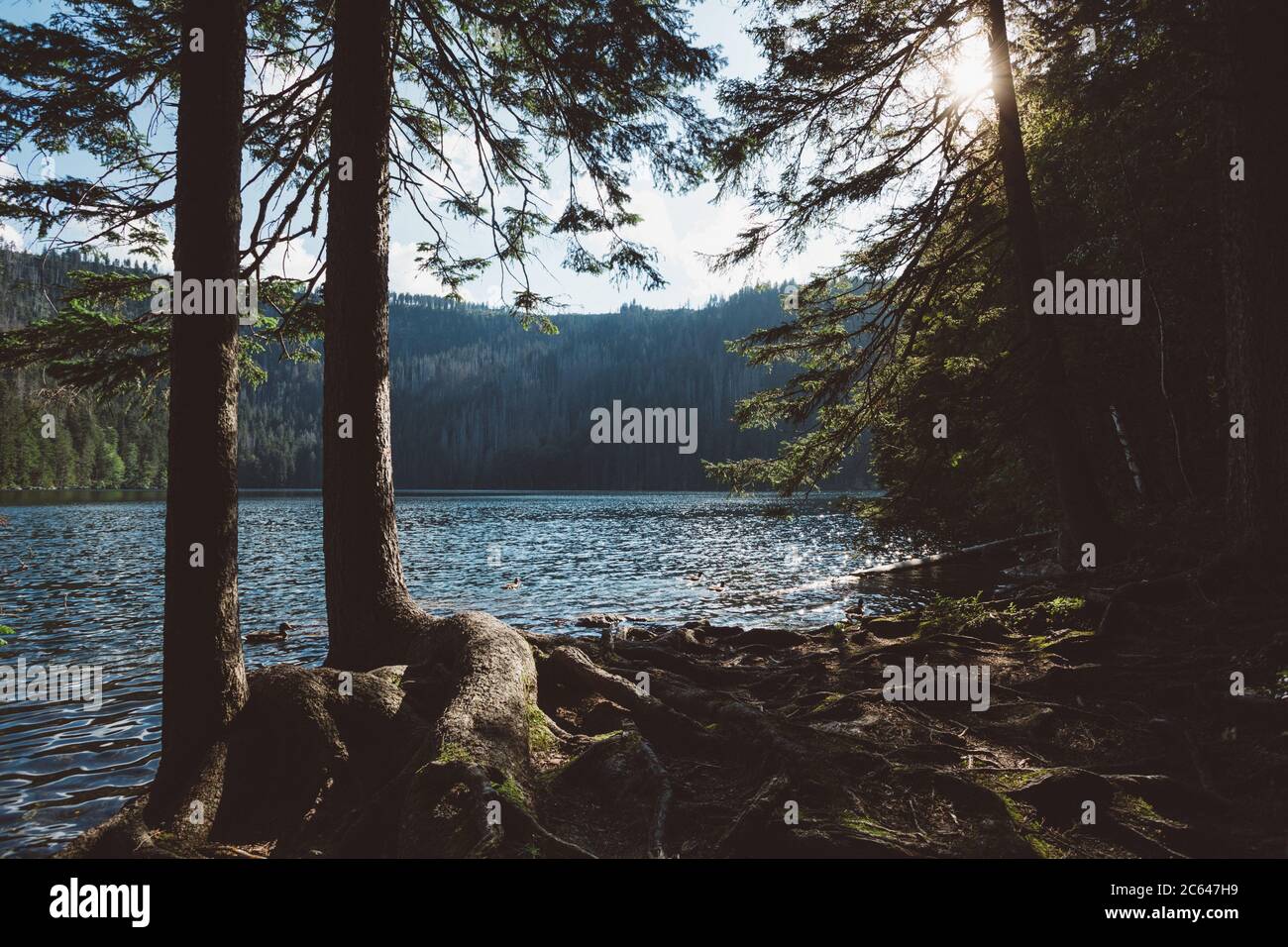 Bohemian forest hi-res stock photography and images - Alamy