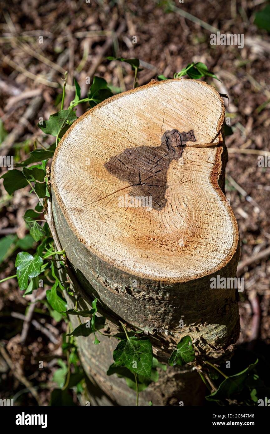 Ash Tree Disease High Resolution Stock Photography and Images - Alamy