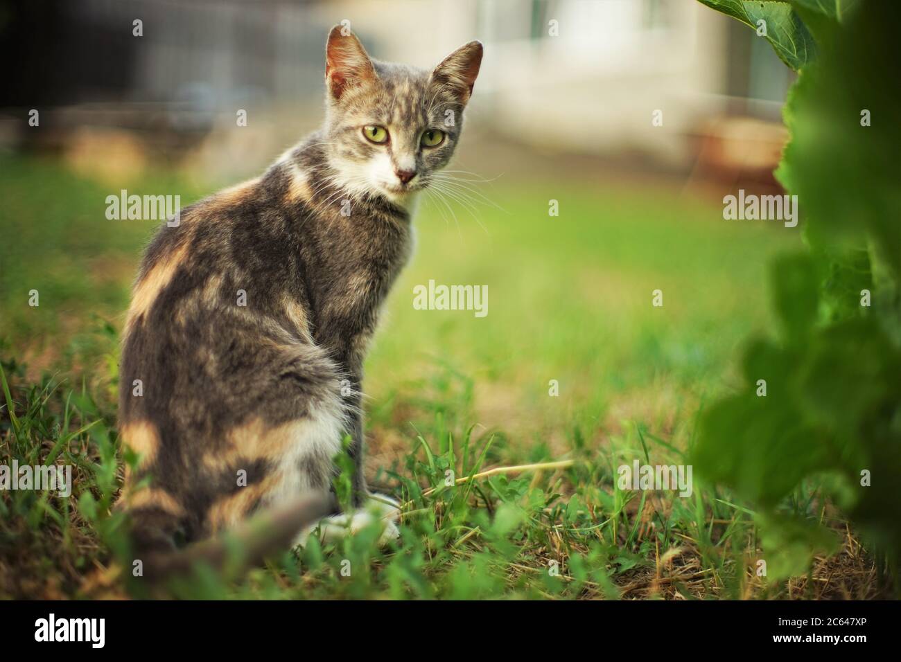 Ash in face hi-res stock photography and images - Alamy