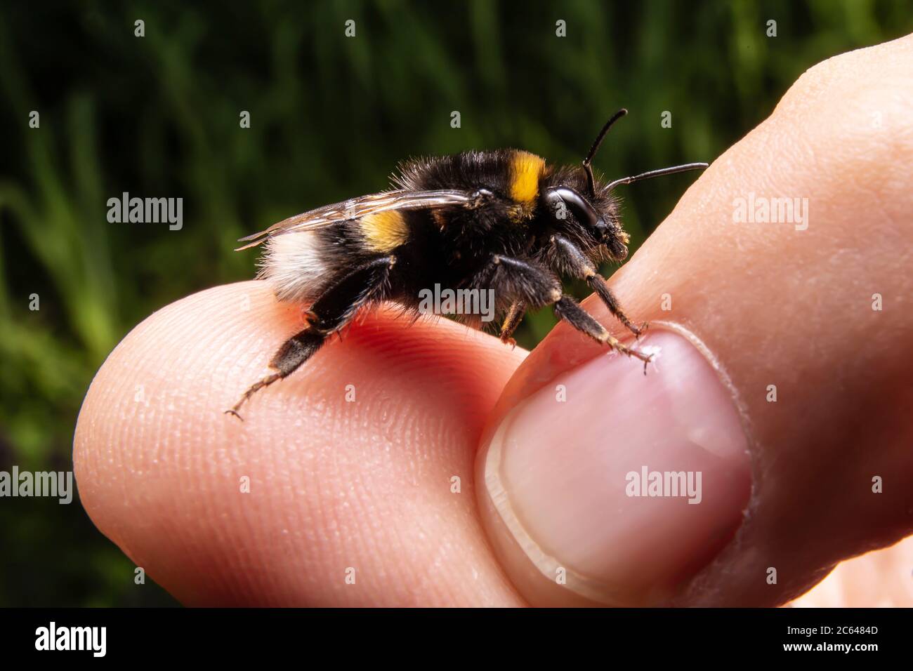 Closeup on insect hi-res stock photography and images - Alamy