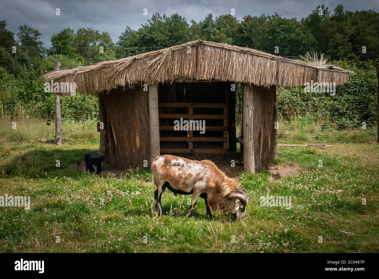 Goat in the zoo Stock Photo - Alamy