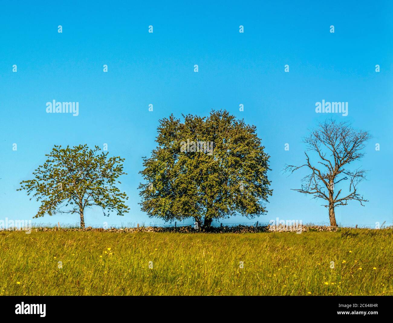 Three trees in a landscap Stock Photo - Alamy