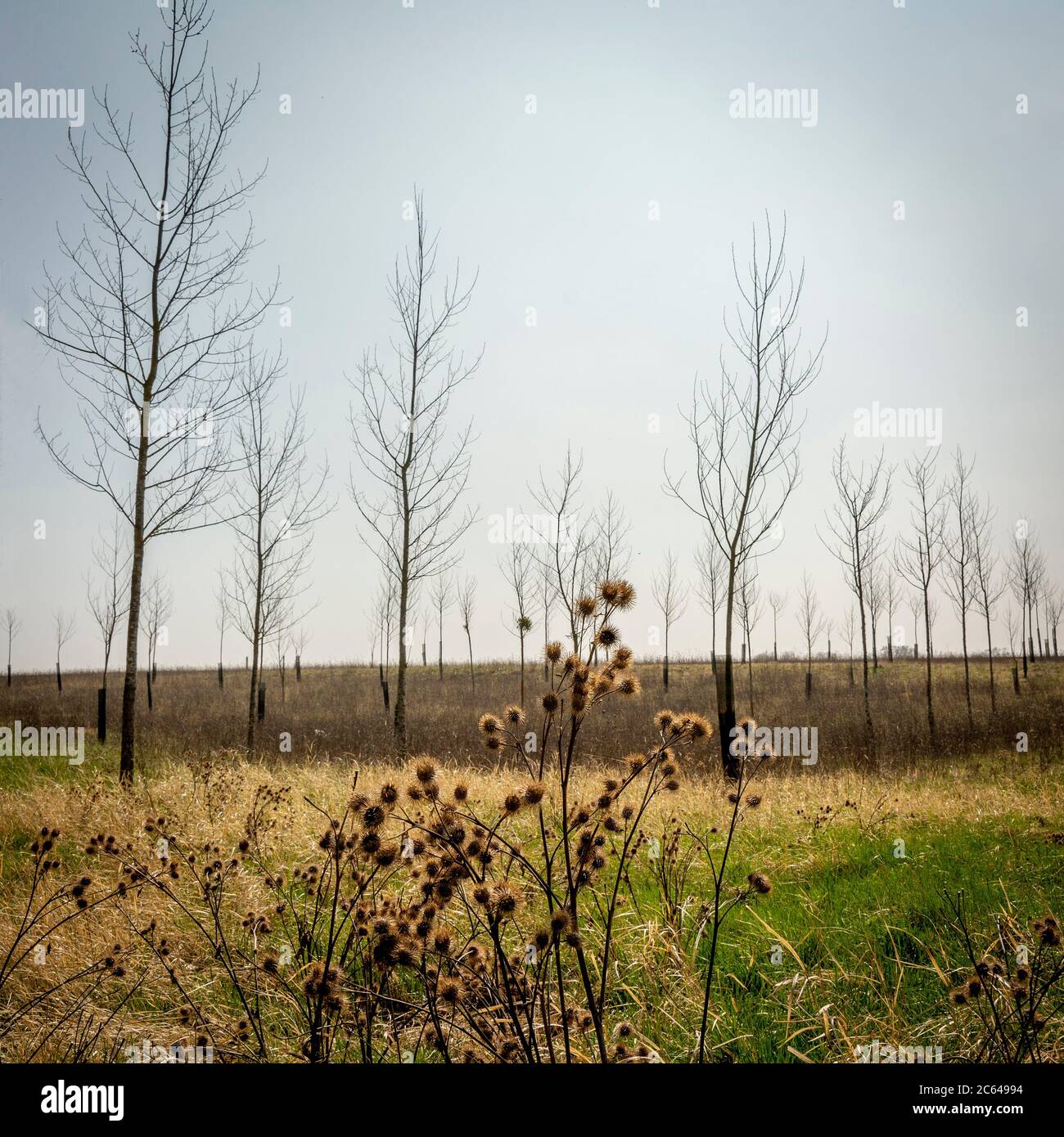 Tree trees planting hi-res stock photography and images - Alamy