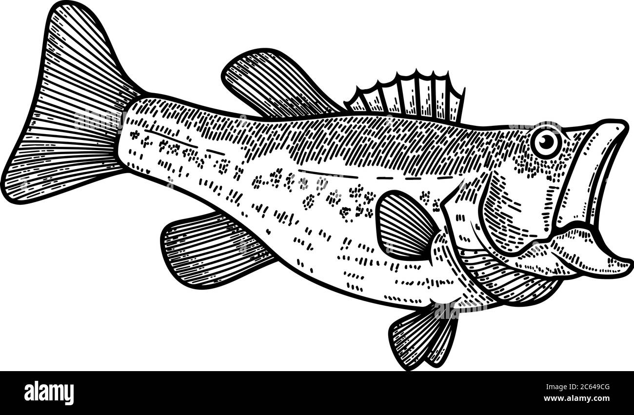 Largemouth bass art Stock Vector Images - Alamy