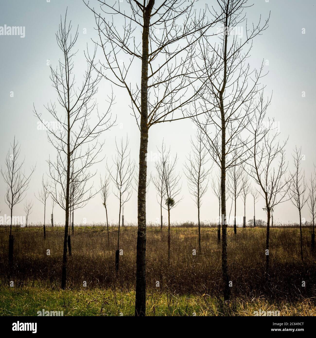 Tree trees planting hi-res stock photography and images - Alamy