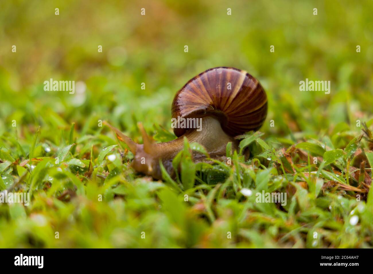 Achatina fulica is a species of large land snail that belongs in the ...