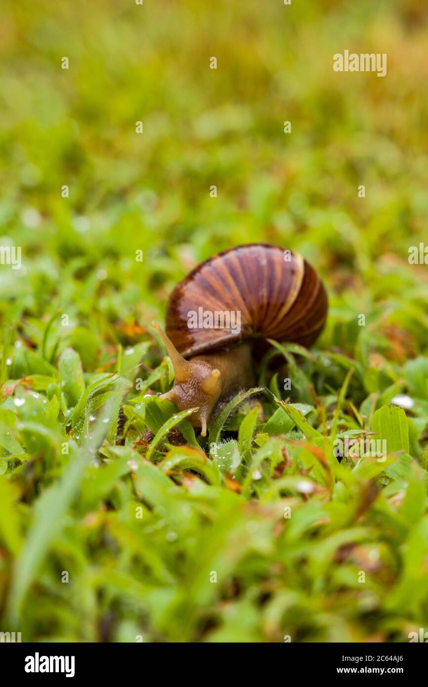 Achatina fulica is a species of large land snail that belongs in the ...