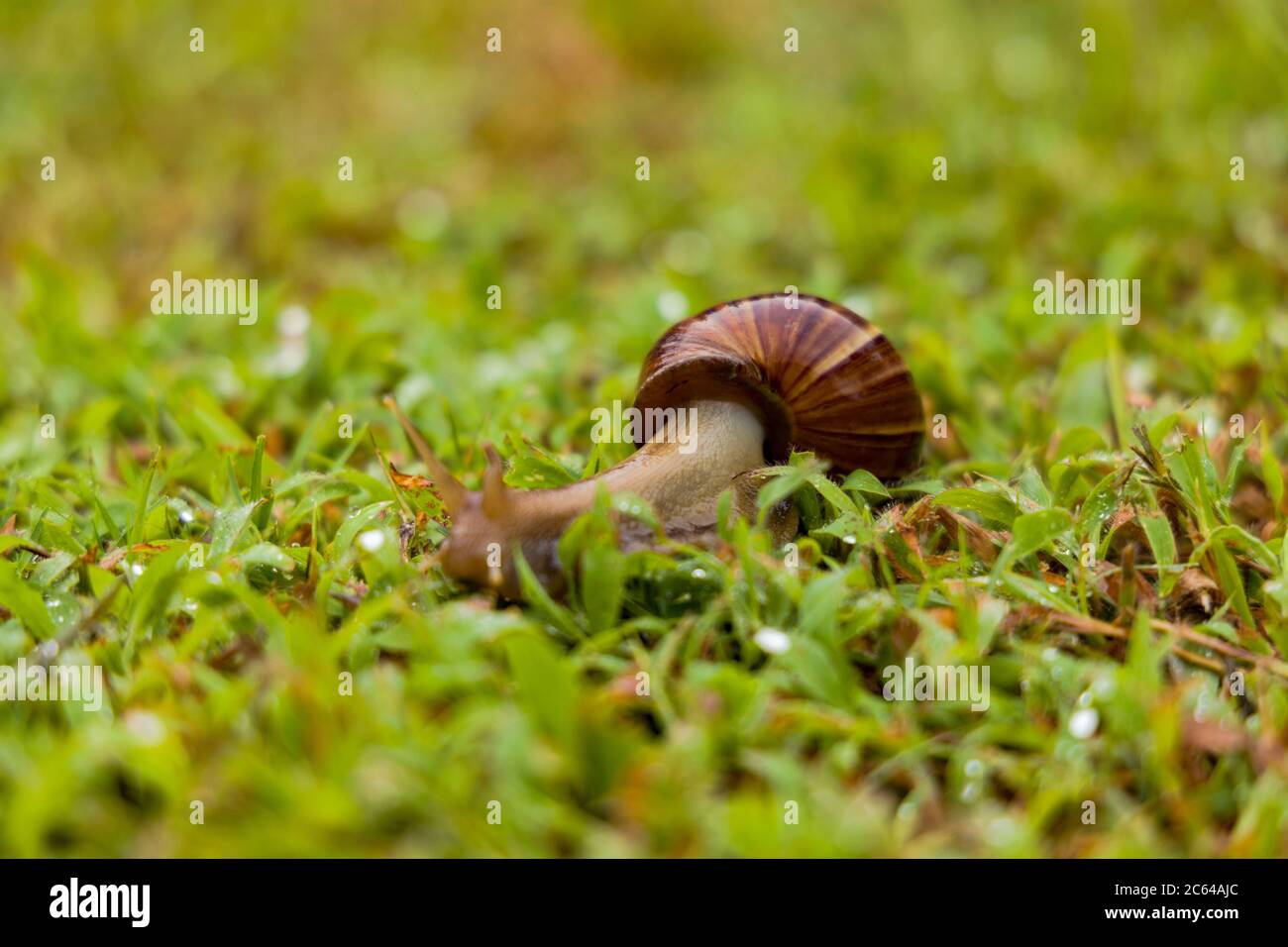 Achatina fulica is a species of large land snail that belongs in the ...