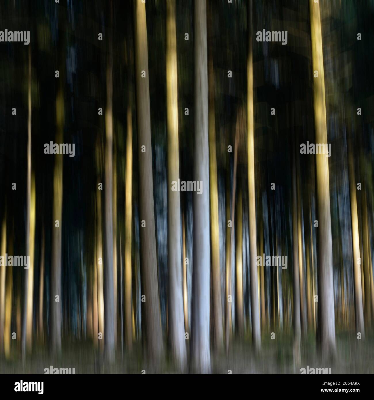 Blurred trees in a forest Stock Photo - Alamy