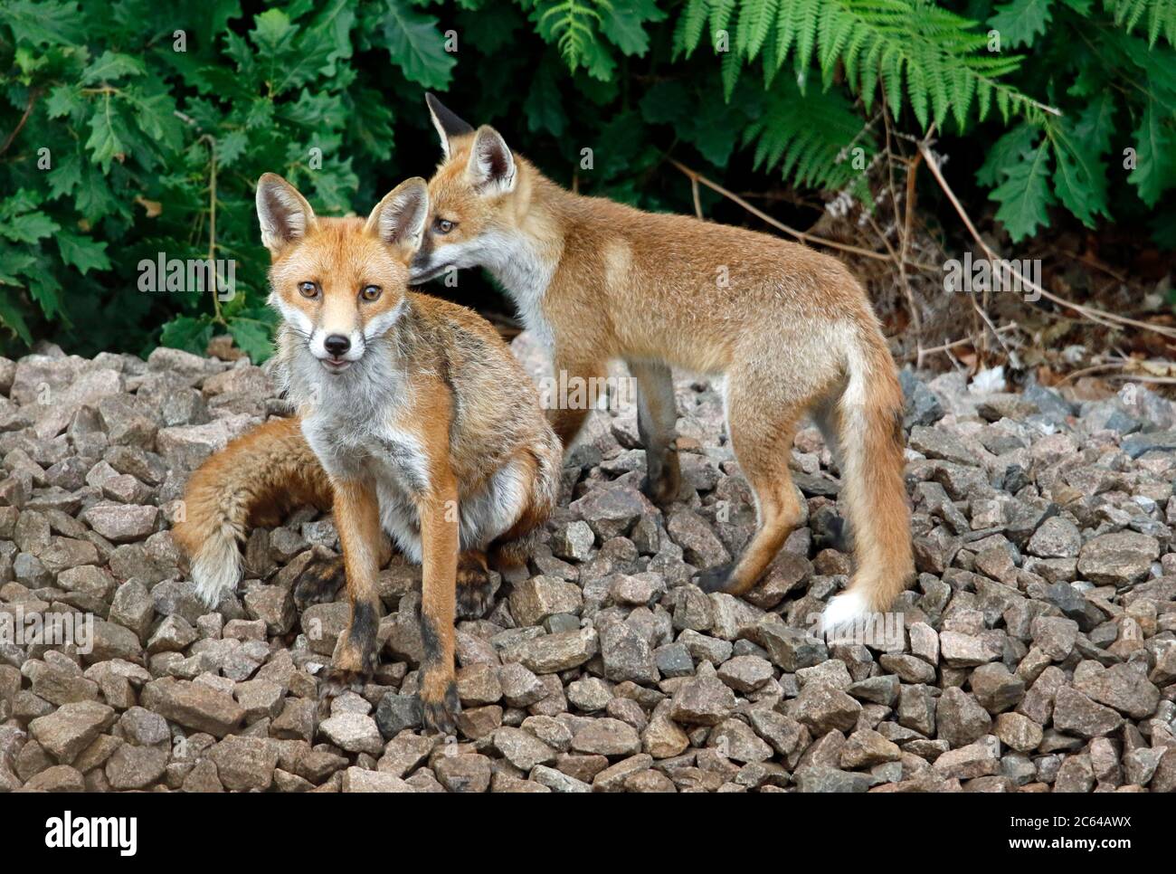 Female fox hi-res stock photography and images - Alamy