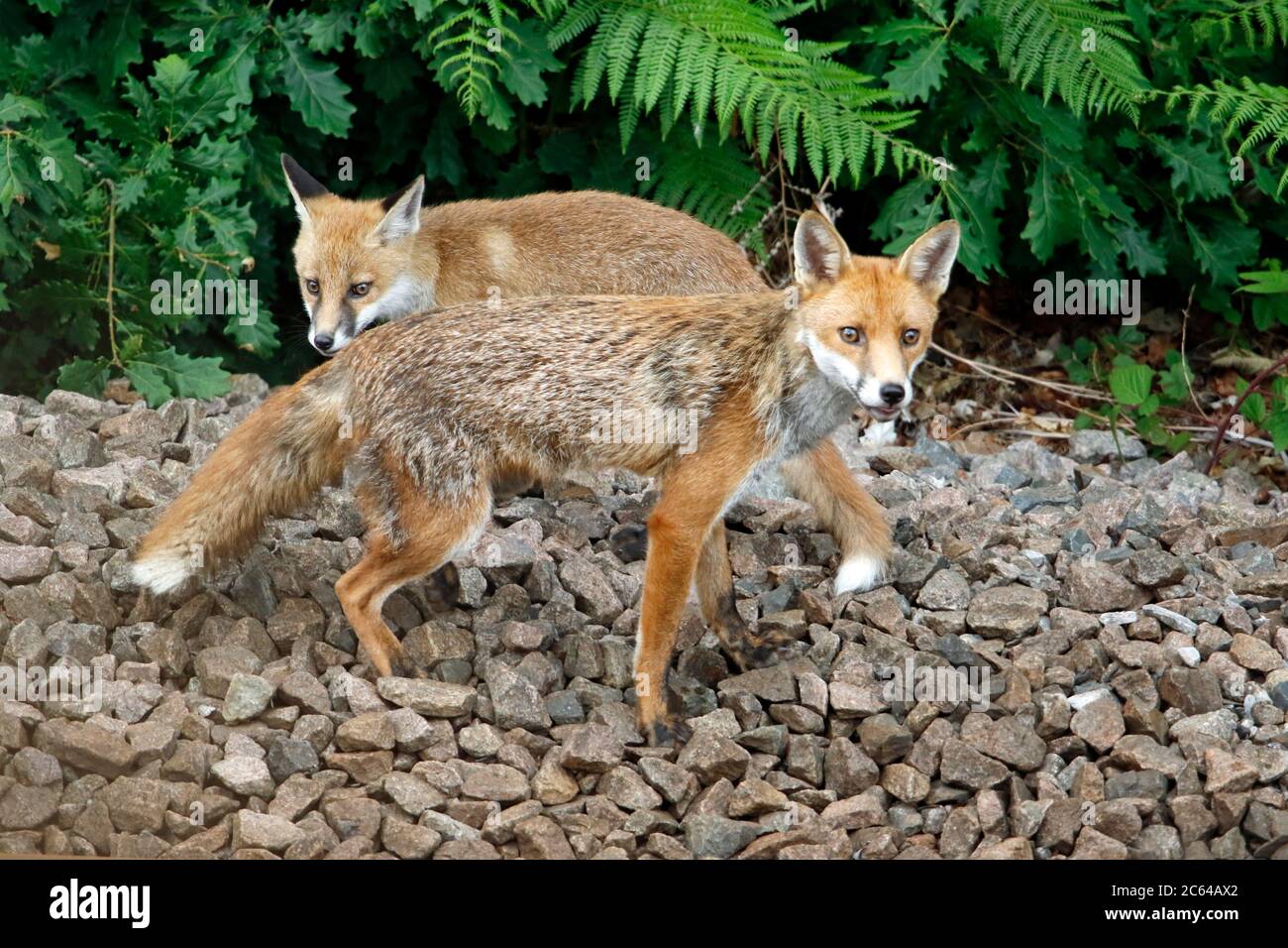 Female fox hi-res stock photography and images - Alamy