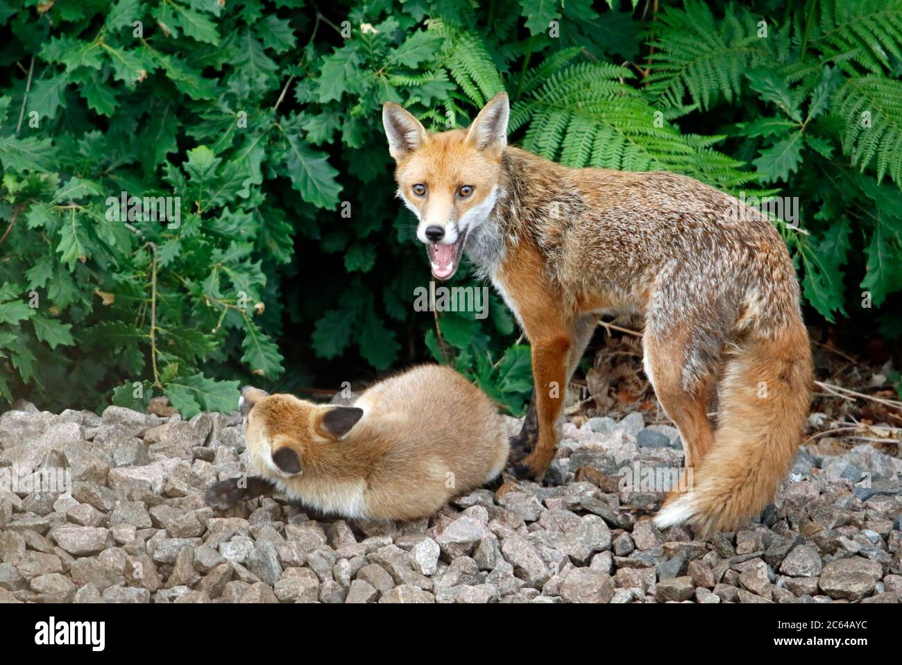 Female fox hi-res stock photography and images - Alamy