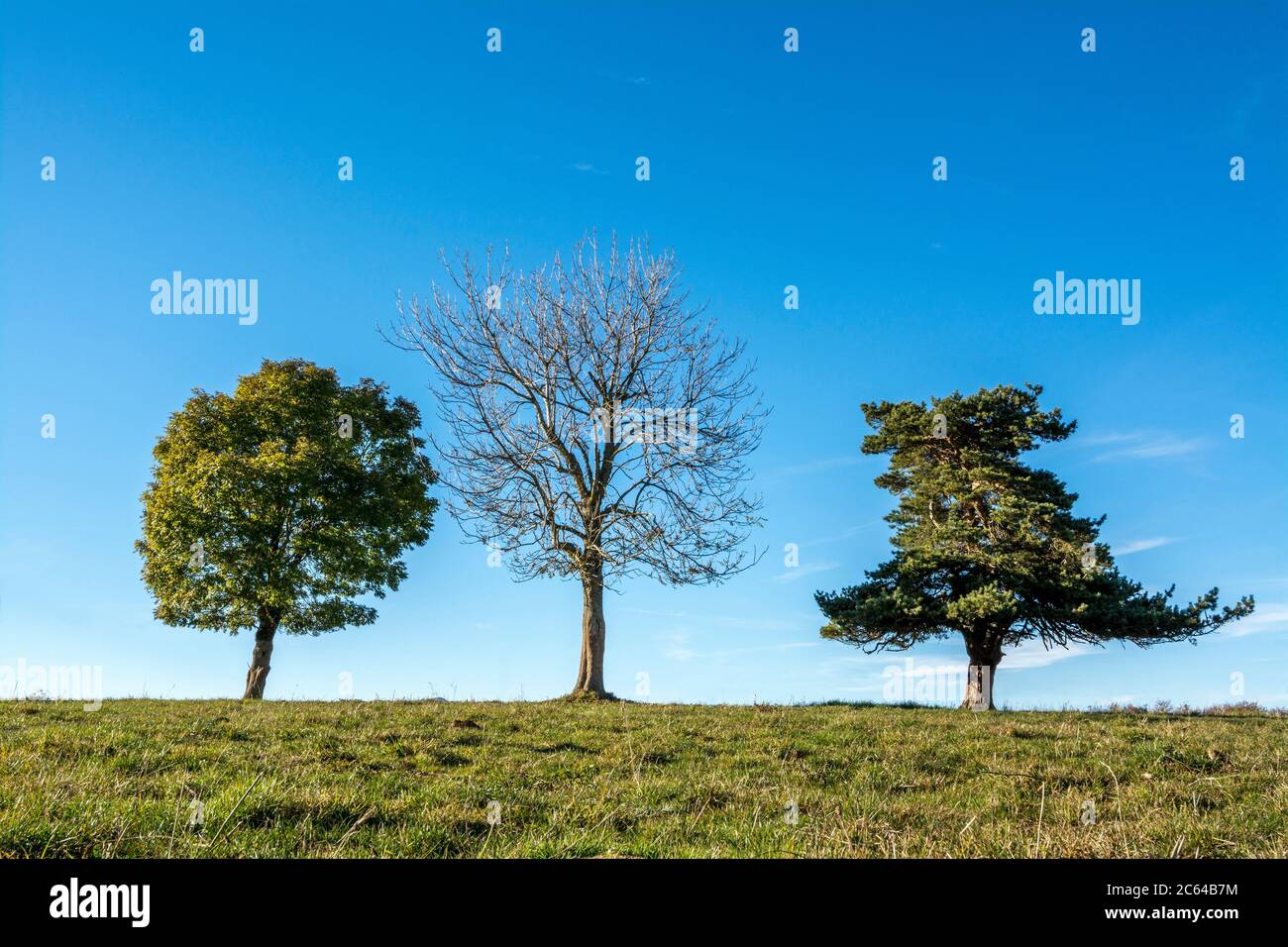 Three trees in a landscape, concept generation Stock Photo - Alamy
